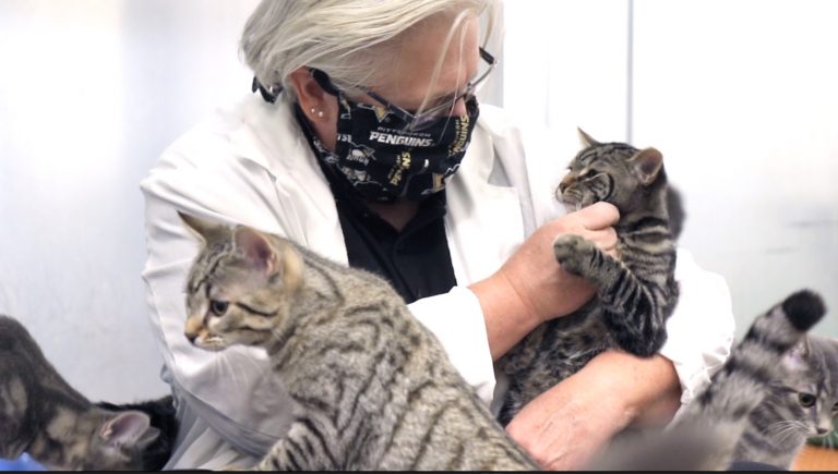 MU Researcher Finds Cat Genomes are Surprisingly Similar to Humans ...
