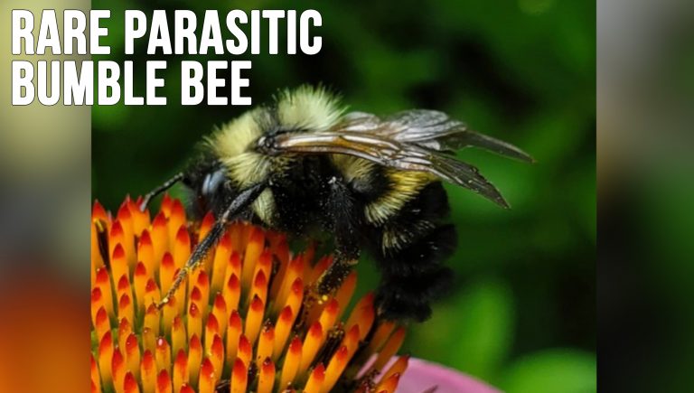 ‘Citizen scientist’ finds rare parasitic bumble bee identified through ...